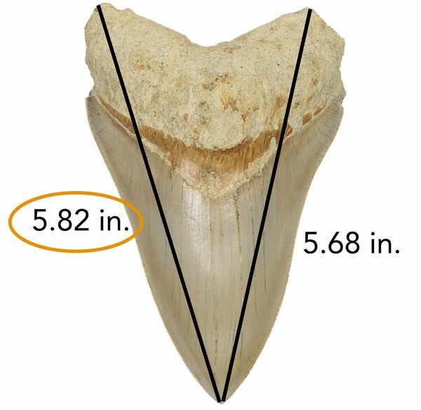 Megalodon Tooth Buyers Guide - FossilEra.com