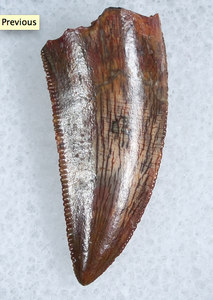 About Dinosaur Teeth - FossilEra.com