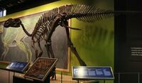 List of State Fossils - FossilEra.com