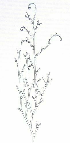 5.9" Plate Of Devonian Plant (Gosslingia) Fossils - Wales (#66661) For ...