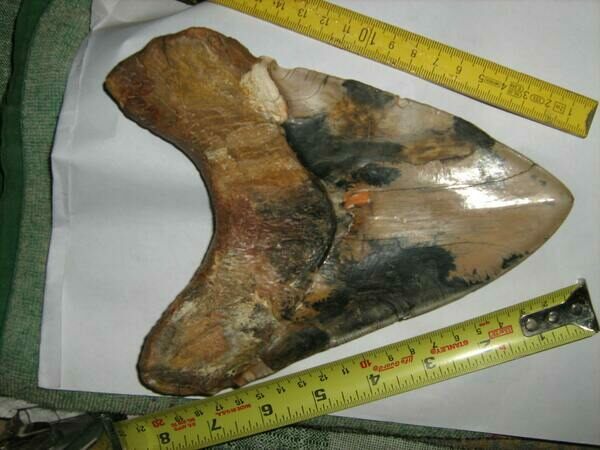 What is the largest Megalodon tooth ever found? - FossilEra.com