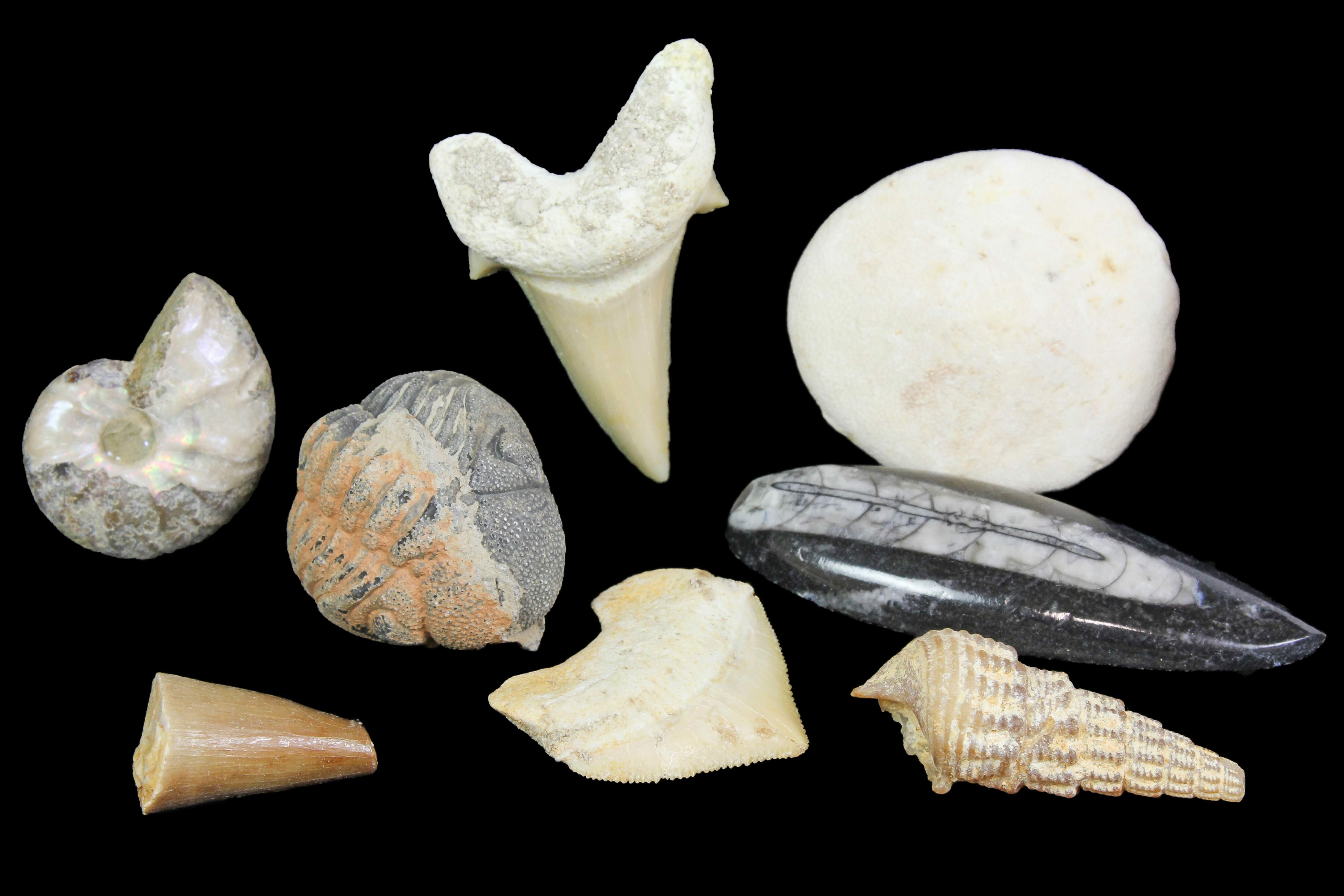 12 Piece Educational Fossil-Mineral Kit For Sale - FossilEra.com