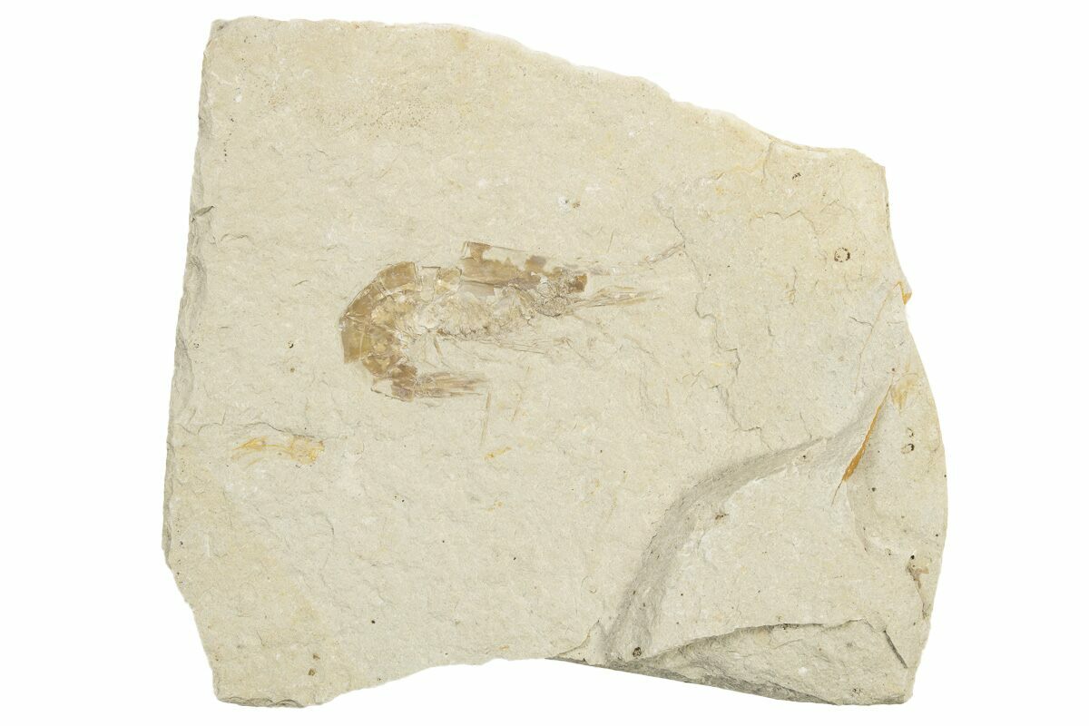 Cretaceous Fossil Shrimp - Lebanon (Restocked) For Sale - FossilEra.com