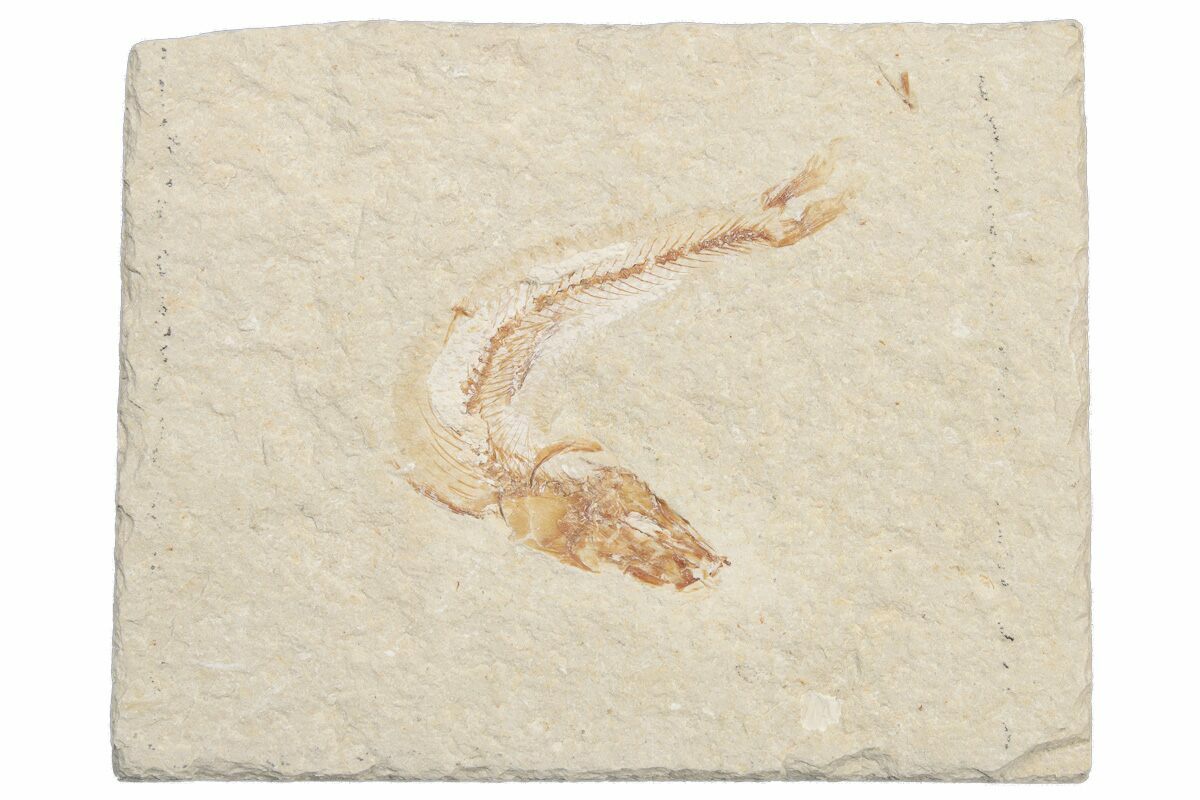 Small Cretaceous Fossil Fish - Lebanon (Restocked) For Sale - FossilEra.com
