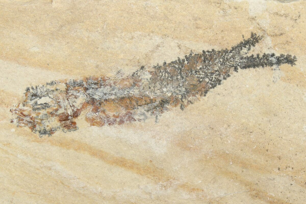 Small Cretaceous Fossil Fish - Lebanon (Restocked) For Sale - FossilEra.com