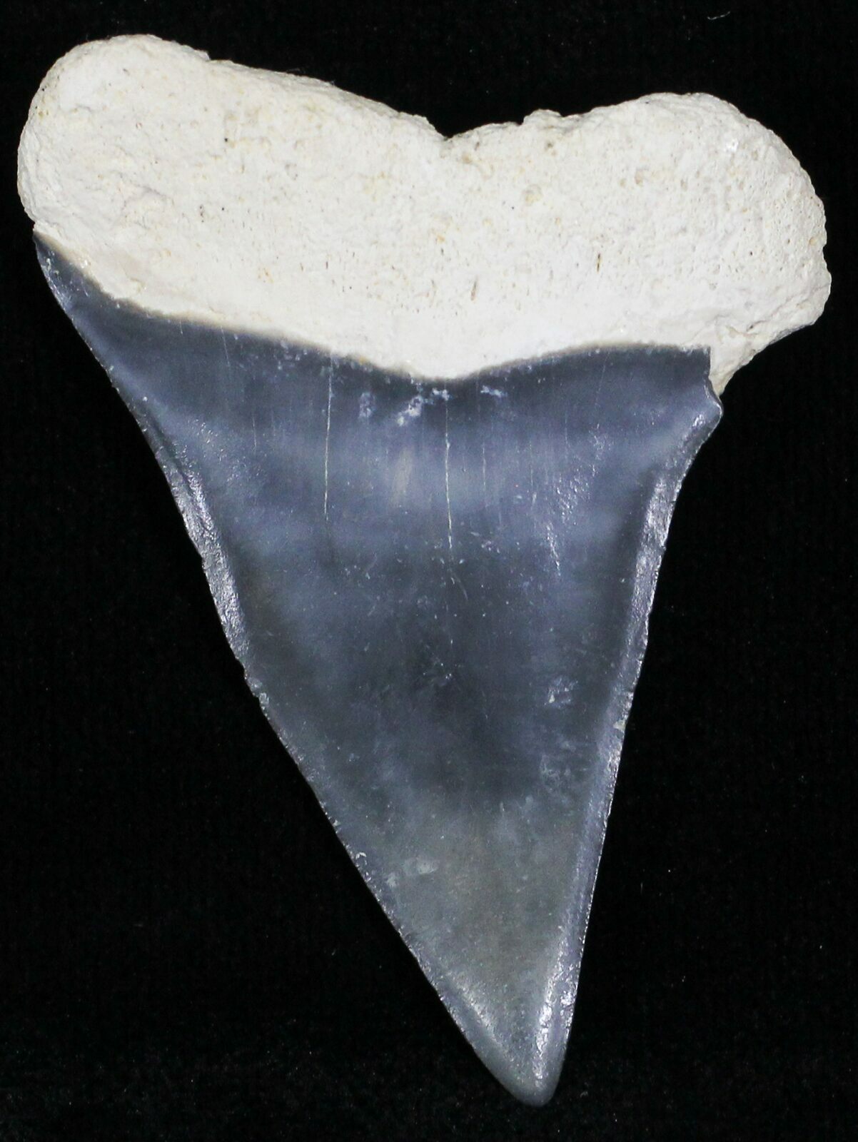 1.65" Fossil Mako Shark Tooth - Bone Valley, FL (#18547) For Sale ...