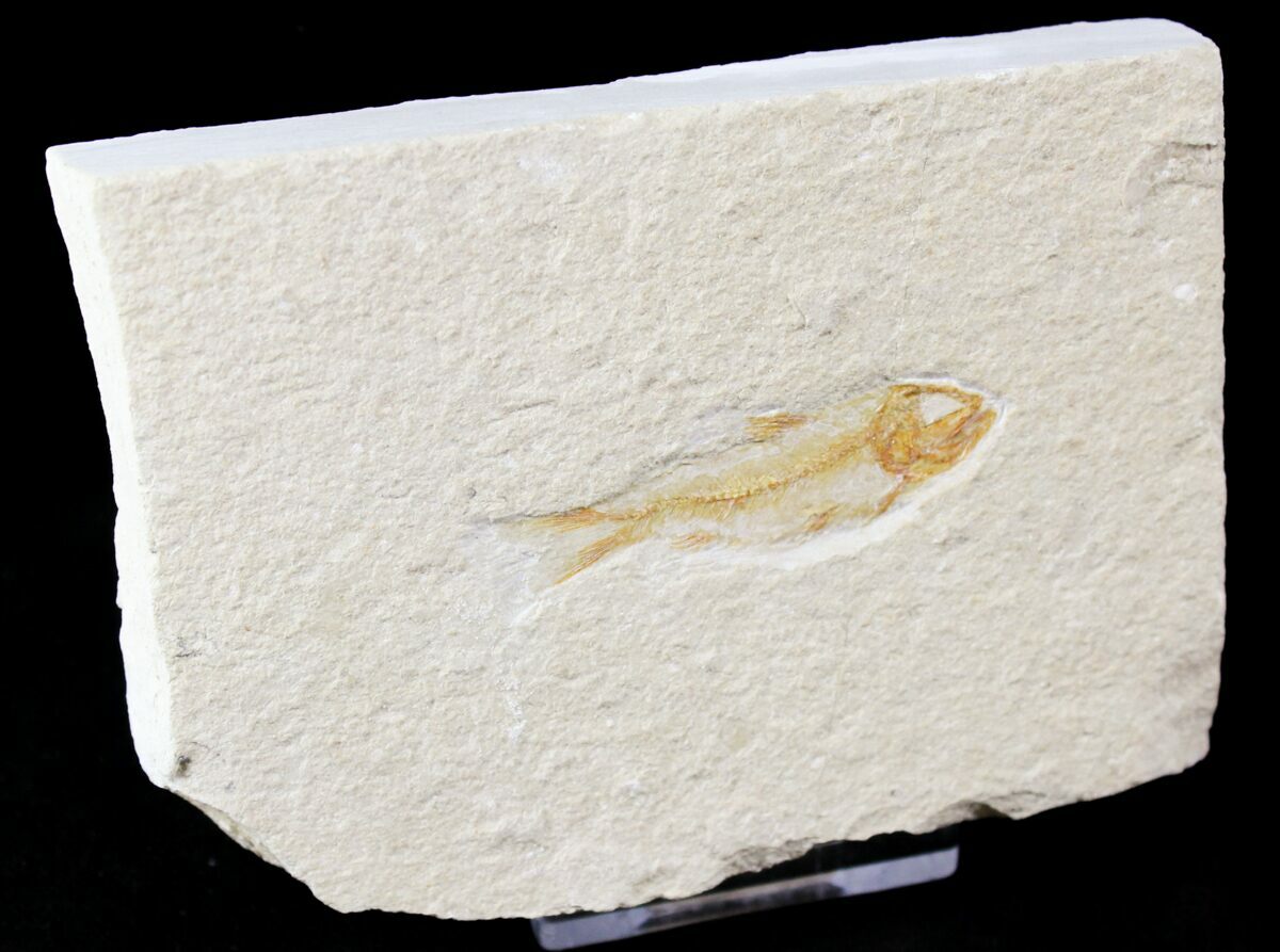 Orange 1.7" Armigatus Fossil Fish - Lebanon (#23124) For Sale ...
