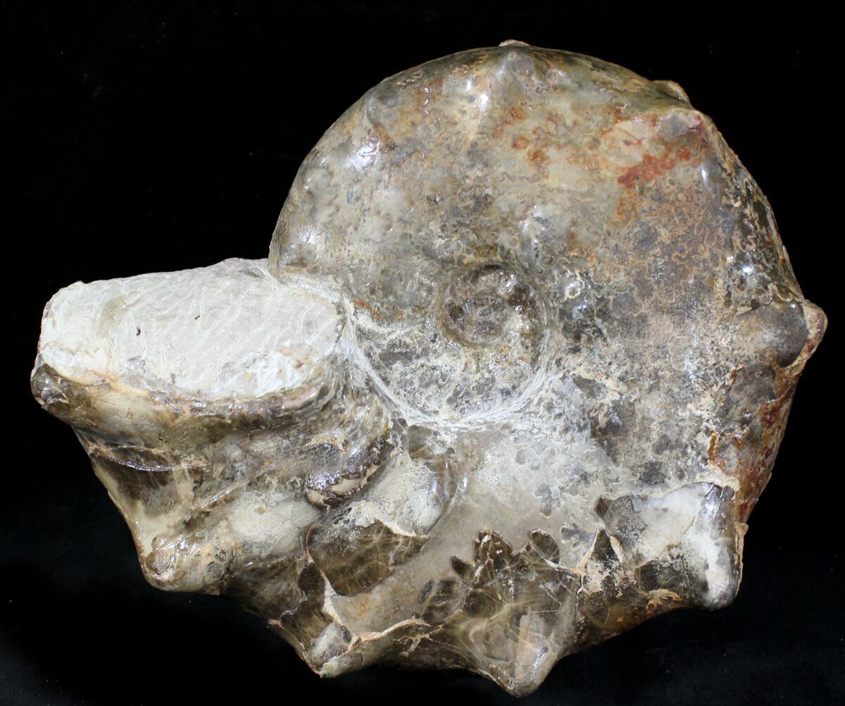 Large 8" Mammites Ammonite - Goulmima, Morocco (#23355) For Sale ...
