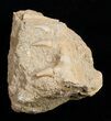 Halisaurus (Unusual Mosasaur) Jaw Section (#3406) For Sale - FossilEra.com
