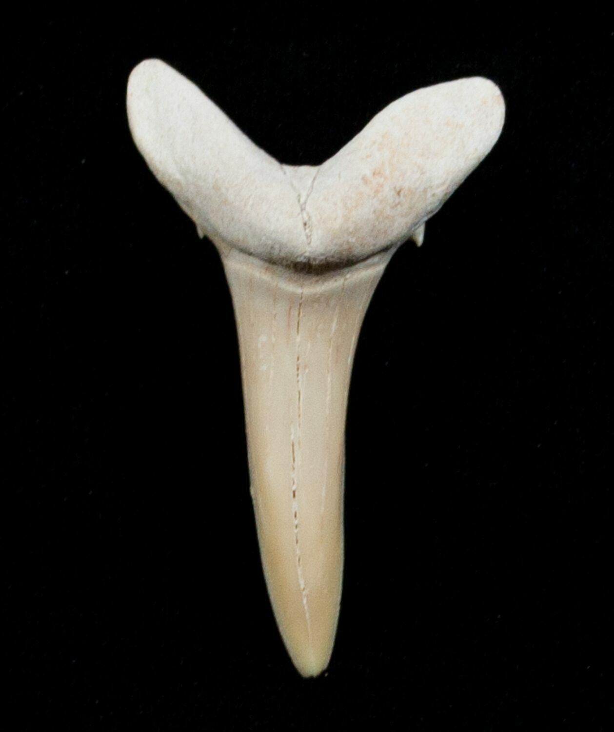 Carcharias (Extinct Sand Tiger) Shark Tooth - Eocene (#3417) For Sale ...