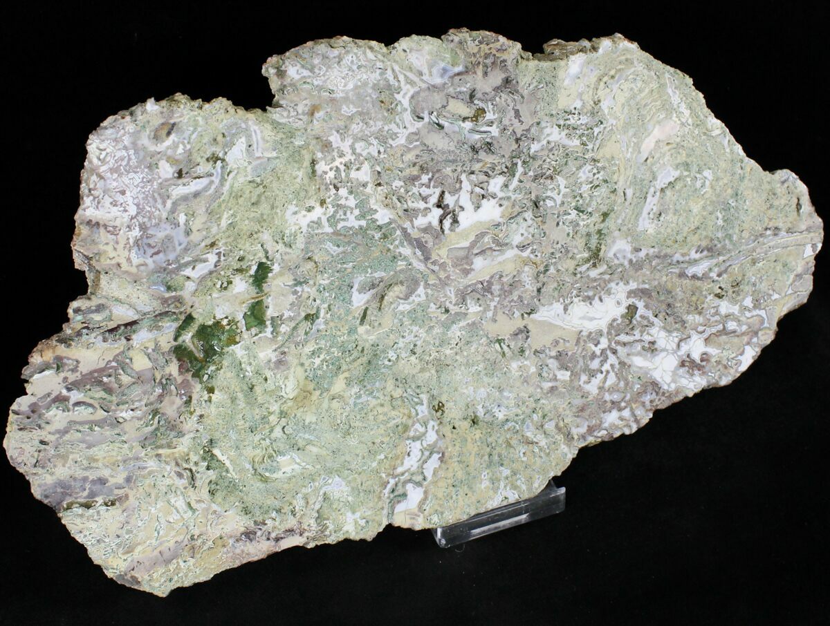 9.3" Green Petrified Wood Slab - Hampton Butte, Oregon (#24191) For ...