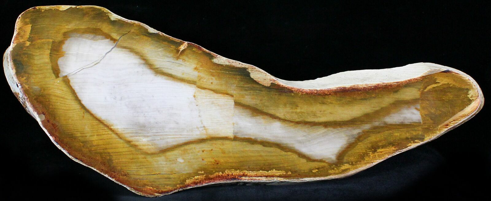 11" Petrified Wood (Maple) Slab - Oregon (#24197) For Sale - FossilEra.com