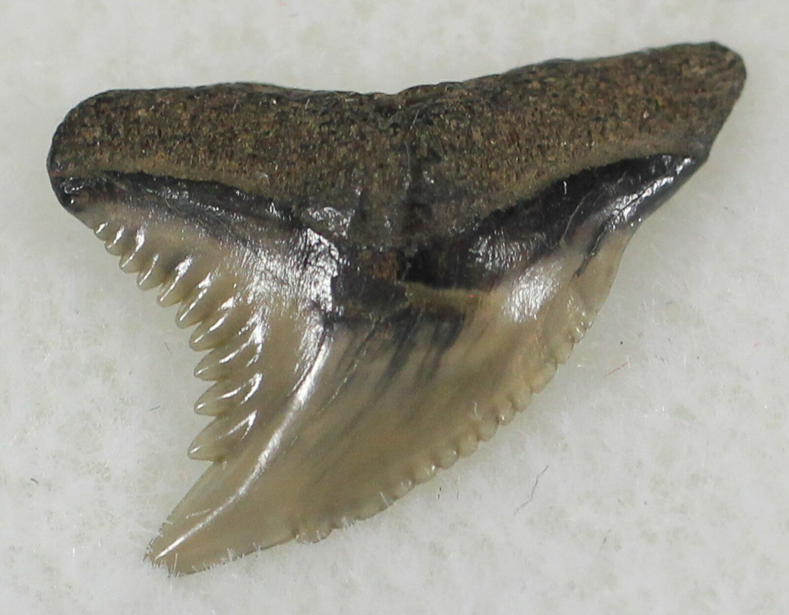 .61" Sharp Hemipristis Shark Tooth - South Carolina (#24319) For Sale ...