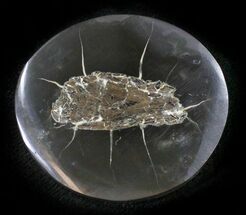 Ichnofossils (Trace Fossils) For Sale - FossilEra.com