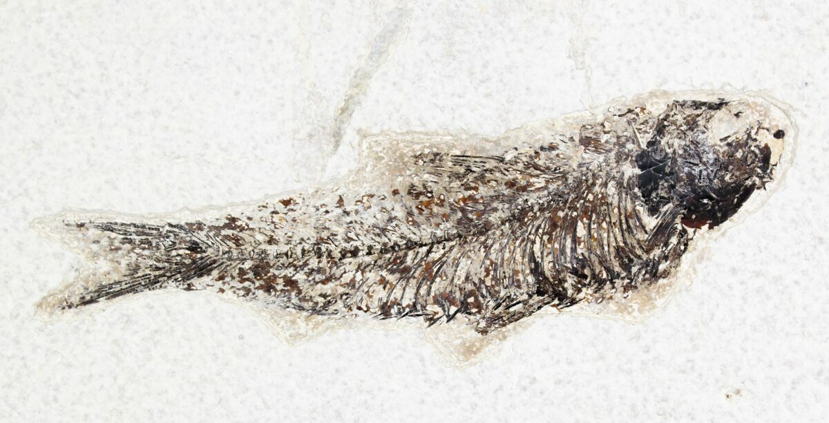 5.5" Knightia Fossil Fish - 18 inch Layer (#25144) For Sale - FossilEra.com
