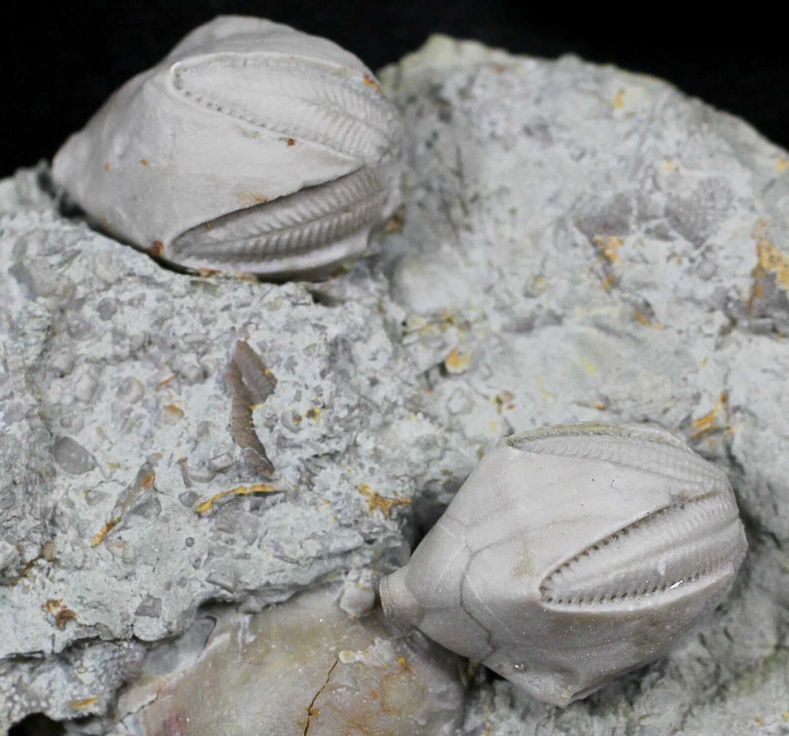 Blastoid (Pentremites) Fossils - Illinois (#25414) For Sale - FossilEra.com