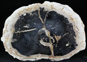 Petrified Wood For Sale - FossilEra.com