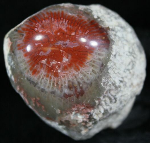 Pennsylvanian Aged Red Agatized Horn Coral - Utah (#26356) For Sale ...