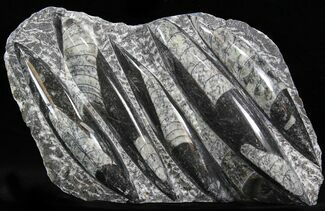 Orthoceras Fossils For Sale - FossilEra.com