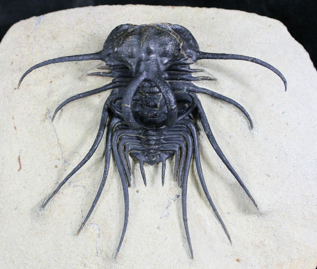 Killer 2.7" Dicranurus Monstrosus Trilobite For Sale (#27779 ...