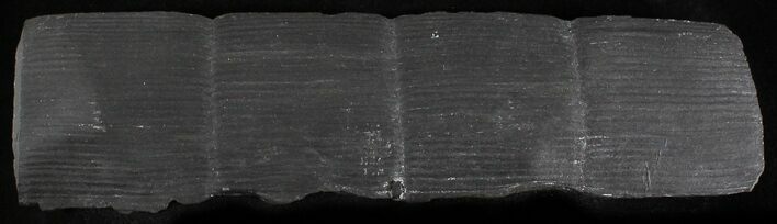 5" Calamites Trunk Section - West Virginia (#28557) For Sale ...