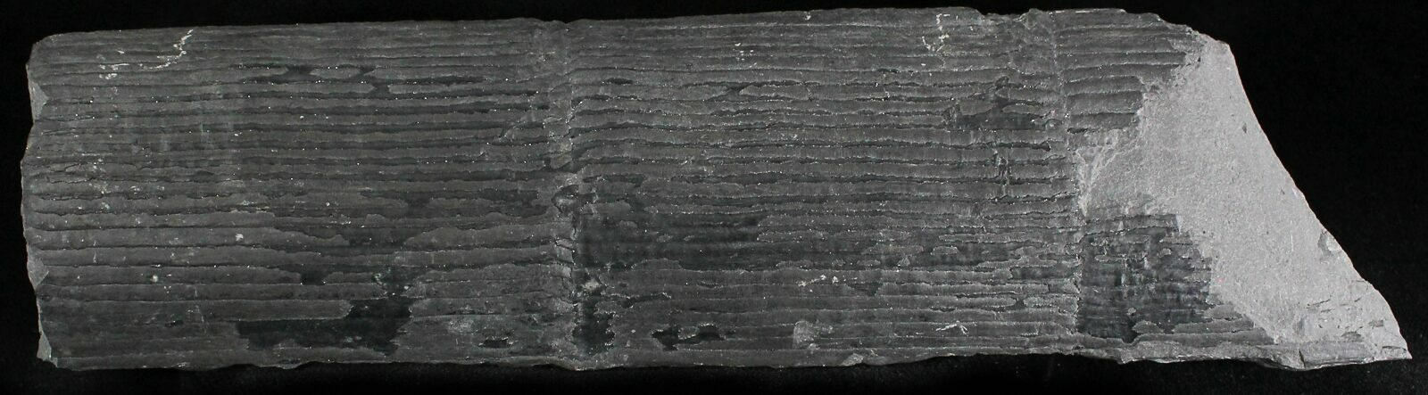 7.5" Calamites Trunk Section - West Virginia (#28558) For Sale ...