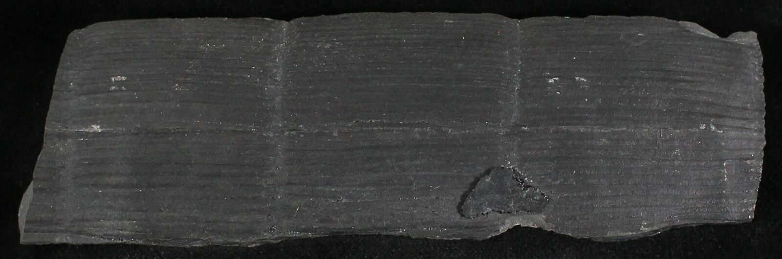 4.2" Calamites Trunk Section - West Virginia (#28559) For Sale ...