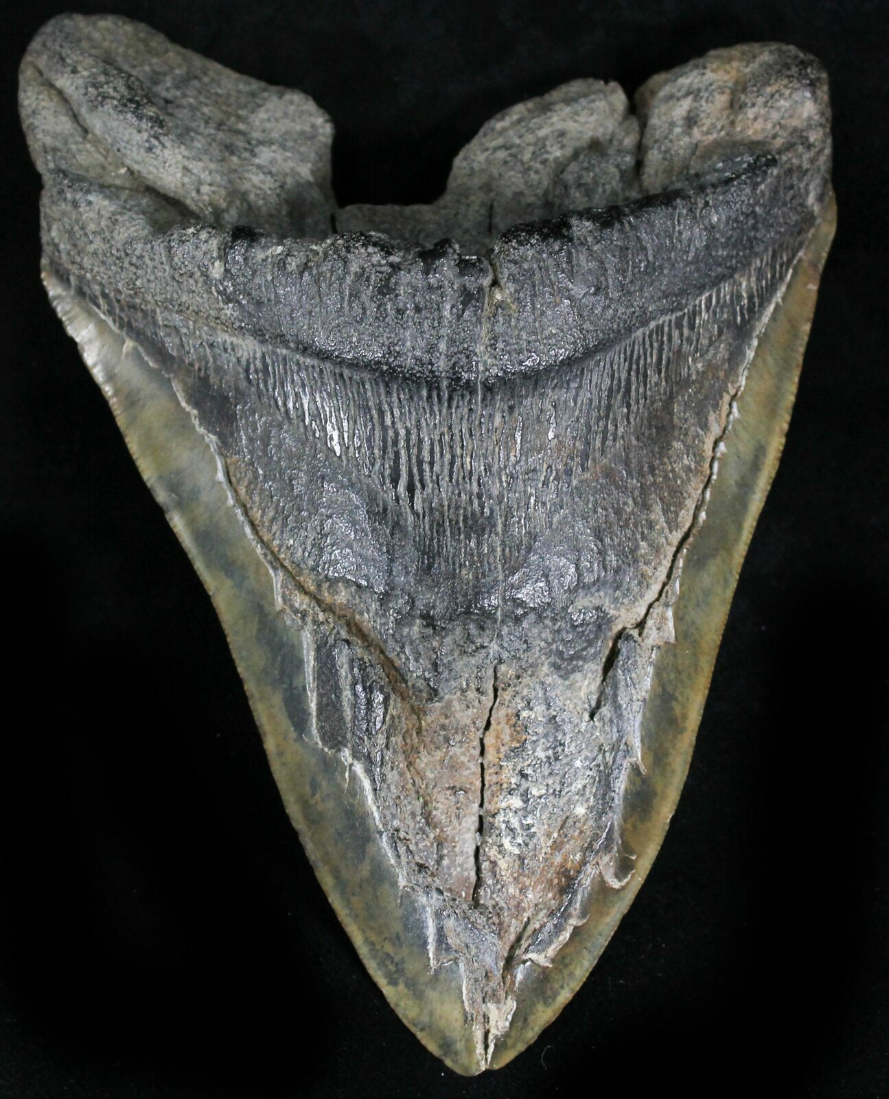 Bargain 5.93" Fossil Megalodon Tooth - Giant Tooth For Sale (#28728 ...