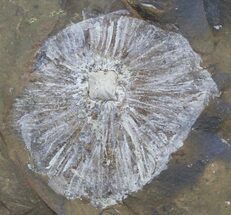 Plant Fossils For Sale - FossilEra.com