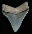 Near Flawless Calvert Cliffs Megalodon Tooth (#3697) For Sale ...
