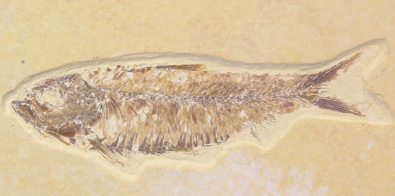 Diplomystus and Knightia Fossil Fish Plate - 7.5x11" (#29584) For Sale ...