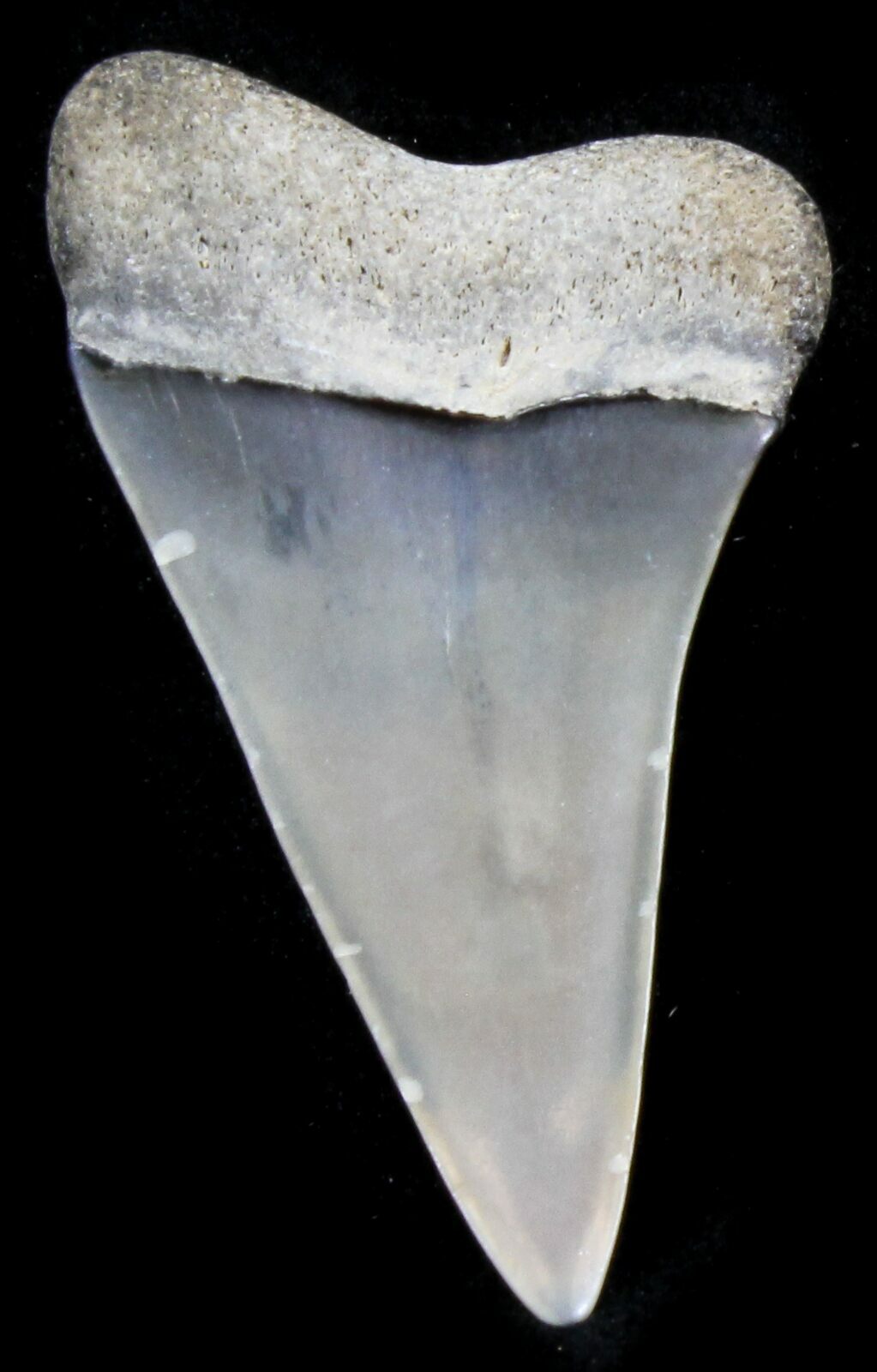 1.4" Fossil Mako Tooth - Maryland (#29934) For Sale - FossilEra.com
