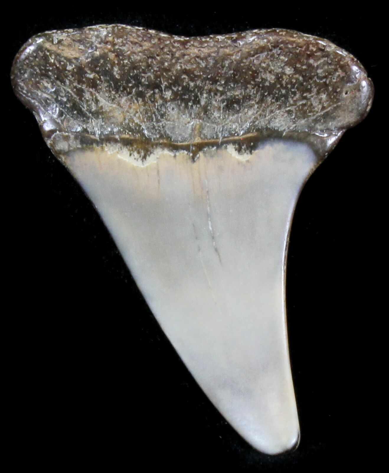Bargain 1.2" Fossil Mako Tooth - Maryland (#29956) For Sale - FossilEra.com