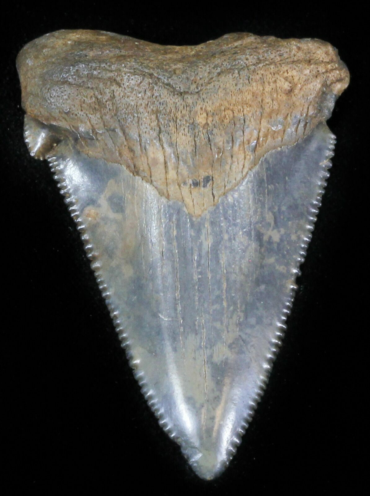 Bargain 2.25" Angustidens Tooth - Megalodon Ancestor (#30177) For Sale ...