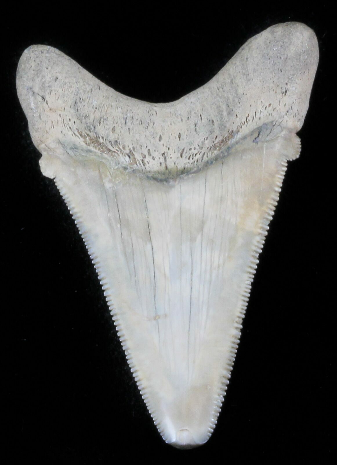 Bargain 2.06" Angustidens Tooth - Megalodon Ancestor (#30191) For Sale ...