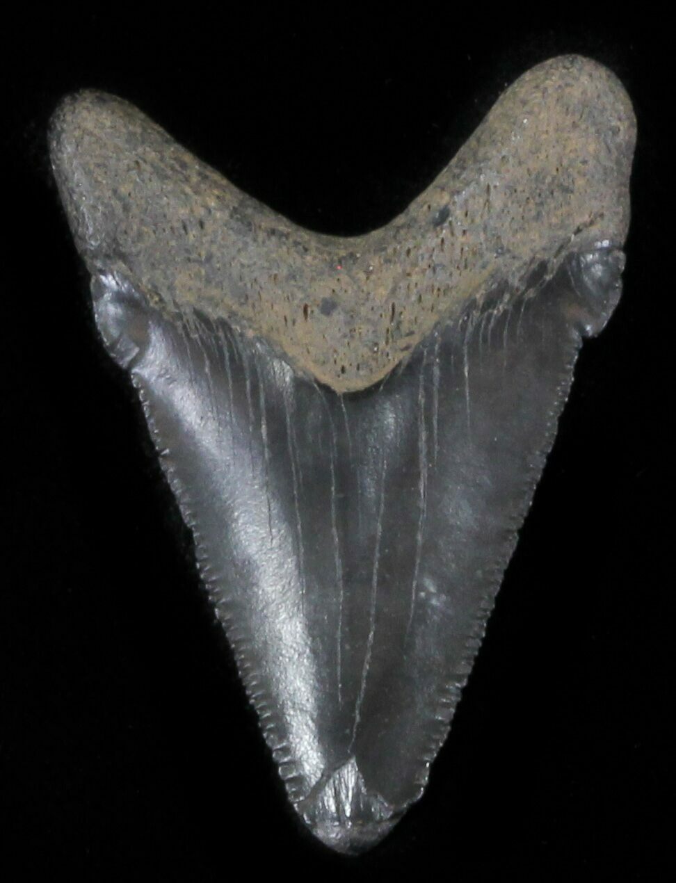 Bargain 1.59" Angustidens Tooth - Megalodon Ancestor (#30211) For Sale ...