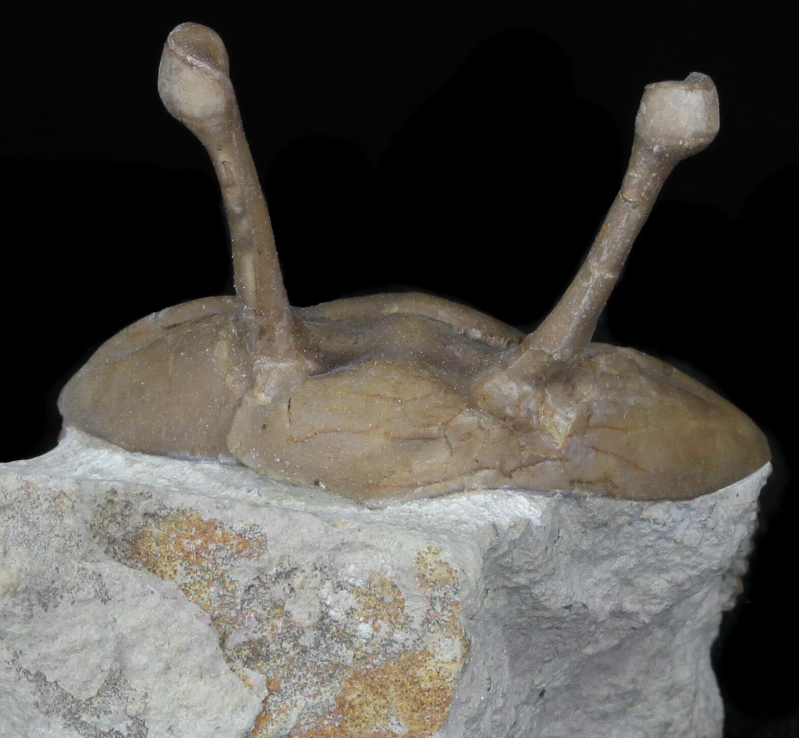 Stalk Eyed Asaphus Kowalewskii Trilobite - 2.45" (#30479) For Sale ...