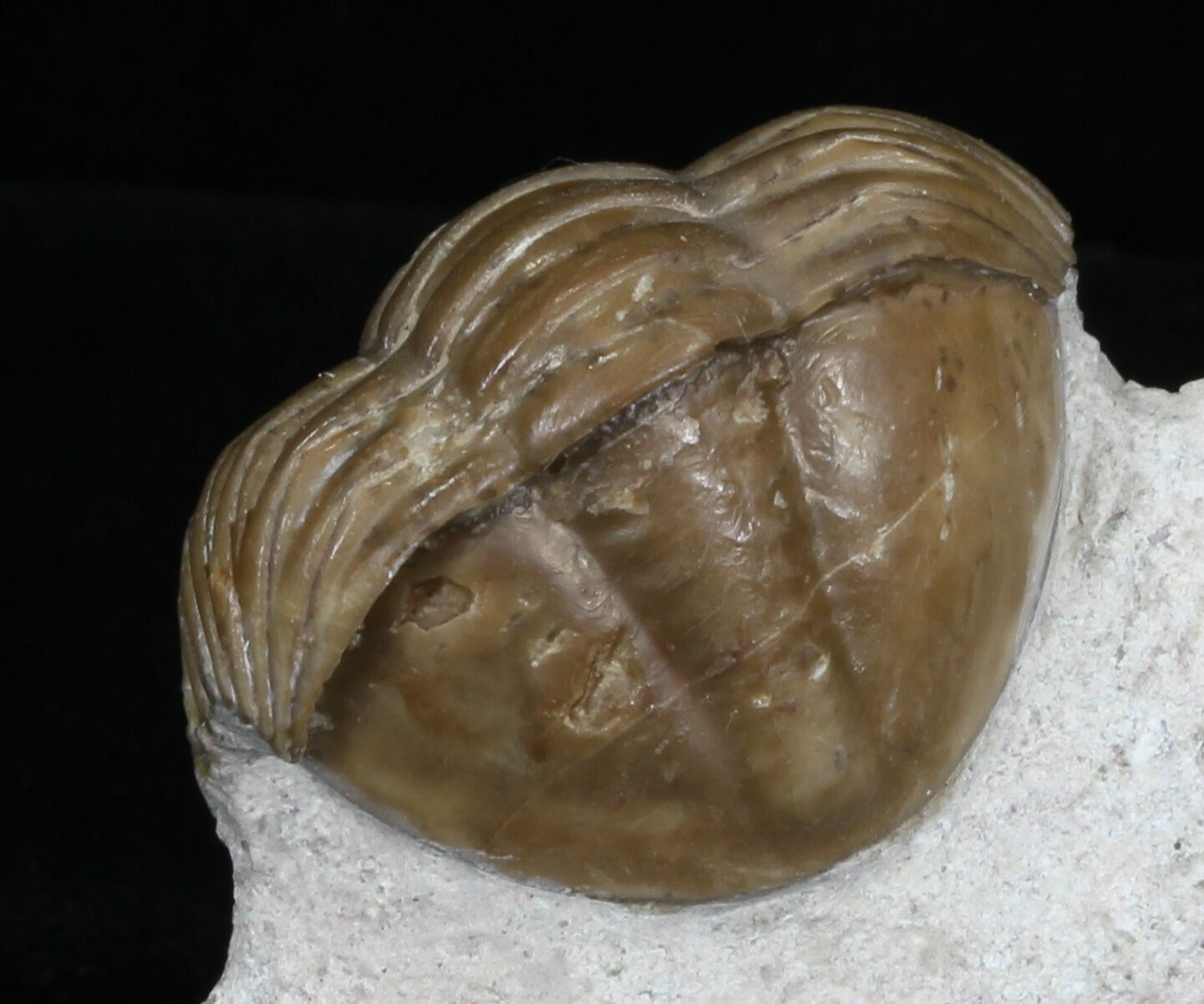 Bargain Asaphus Lepidurus Trilobite - Russia (#30481) For Sale ...