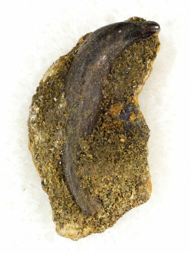 Didelphodon Tooth In Matrix - Cretaceous Marsupial Mammal (#30530) For ...