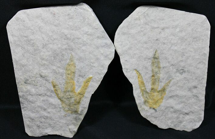 Dinosaur (Grallator) Track - Positive & Negative Impression (#31398 ...