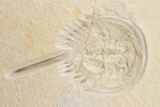 3D Prepped Fossil Crab Pulalius From Washington For Sale (#456 ...