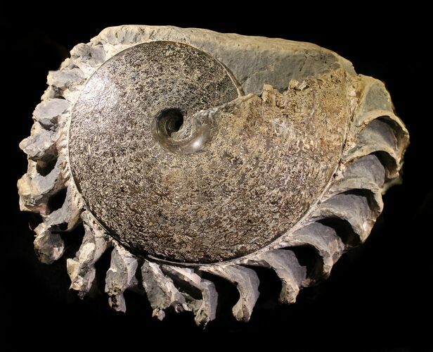 12.5" Placenticeras Ammonite With Phragmocone (#31430) For Sale ...