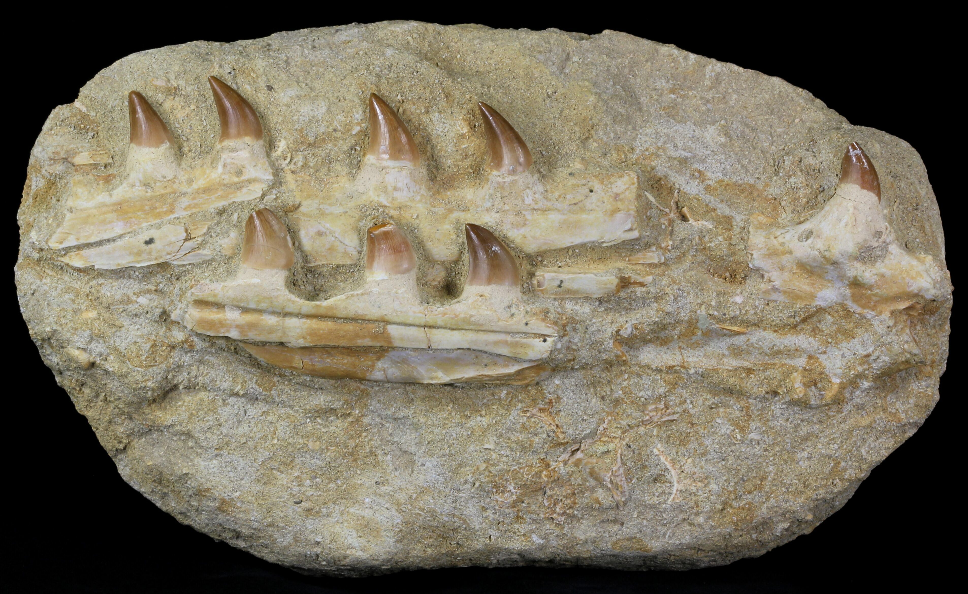 Halisaurus (Mosasaur) Jaw Sections With 8 Teeth For Sale (#31773 ...