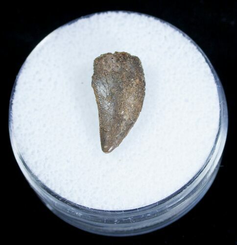 .65" Dromaeosaur (Raptor) Tooth - Hell Creek Formation (#3852) For Sale ...
