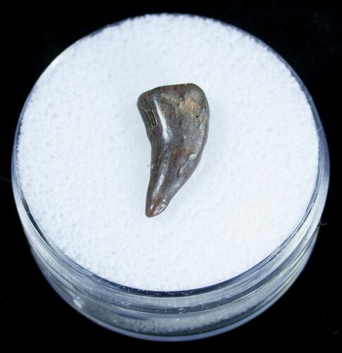.64" Dromaeosaur (Raptor) Tooth - Hell Creek Formation (#3854) For Sale ...