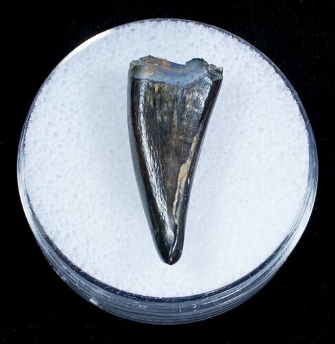 .95 Inch Albertosaurus Tooth - Two Medicine Formation (#3860) For Sale ...