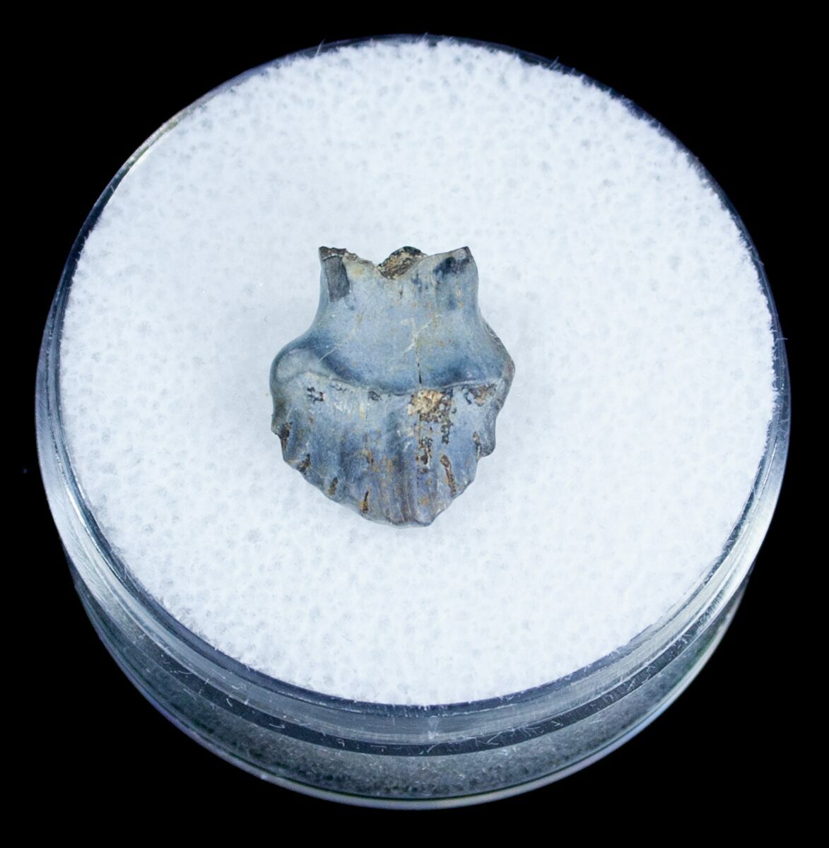 Armored Ankylosaur Tooth - Two Medicine Formation (#3875) For Sale ...