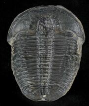 Great Modocia Typicalis - Marjum Formation For Sale (#1917) - FossilEra.com