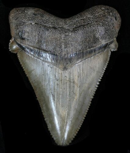 Serrated 1.91" Angustidens Tooth - Megalodon Ancestor (#33011) For Sale ...