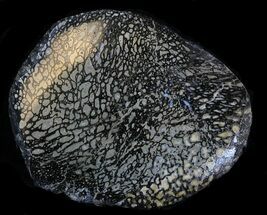 Dinosaur Bones For Sale - FossilEra.com